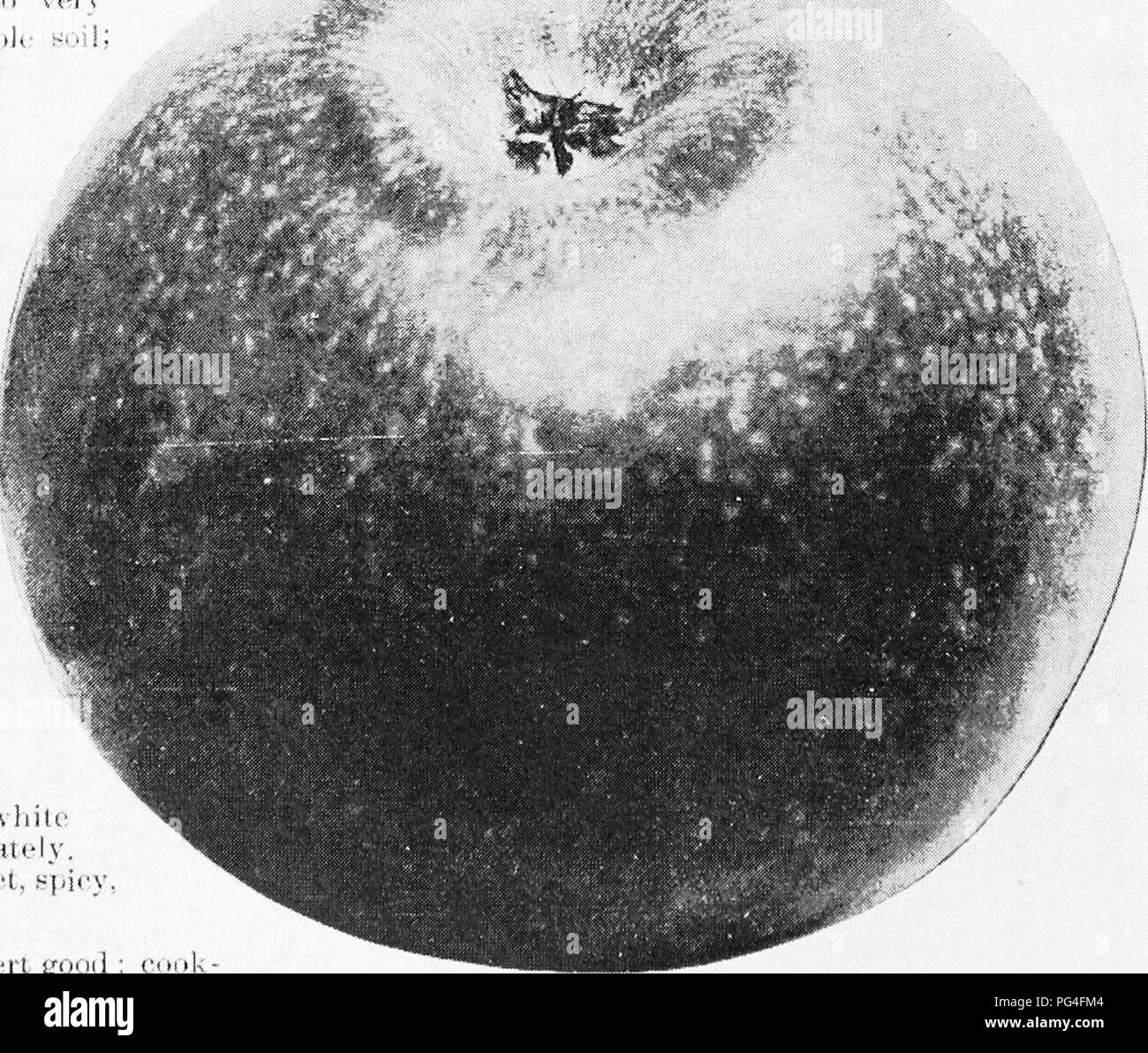 Dull yellowish green color hi-res stock photography and images - Alamy