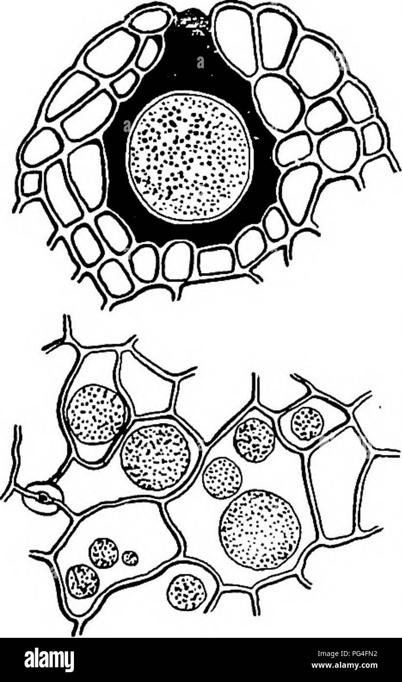 Algae scum Black and White Stock Photos & Images - Alamy