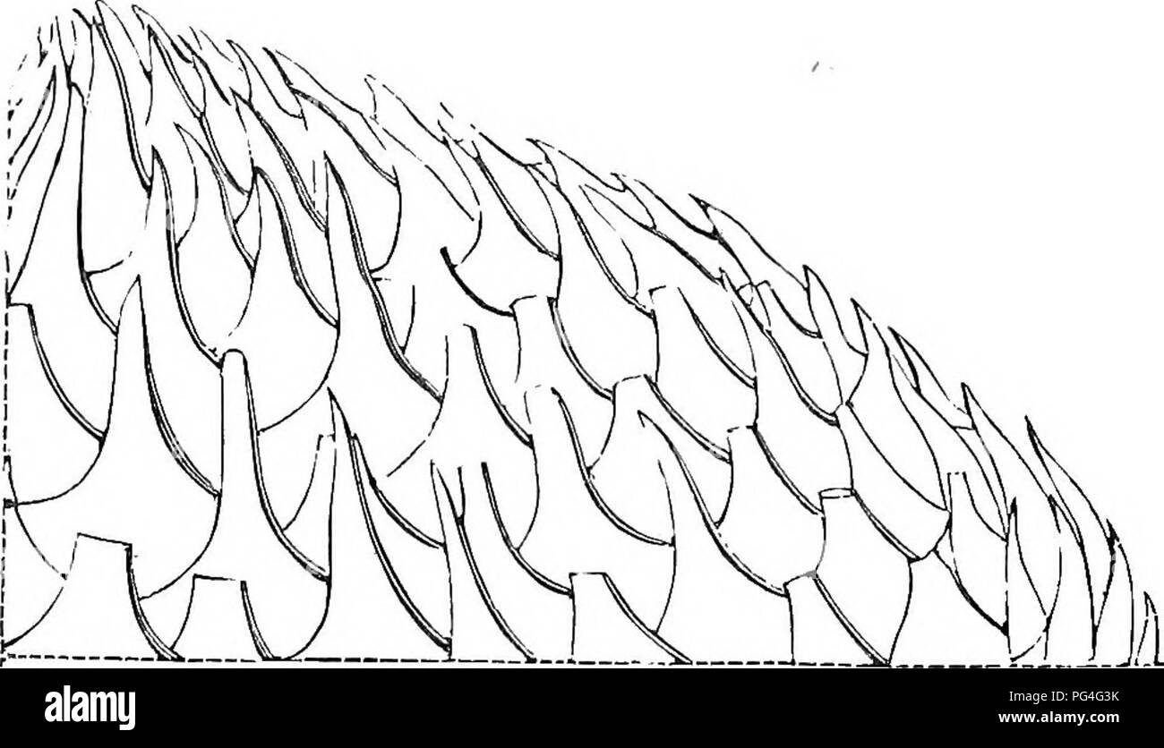 Exstipulate hi-res stock photography and images - Alamy