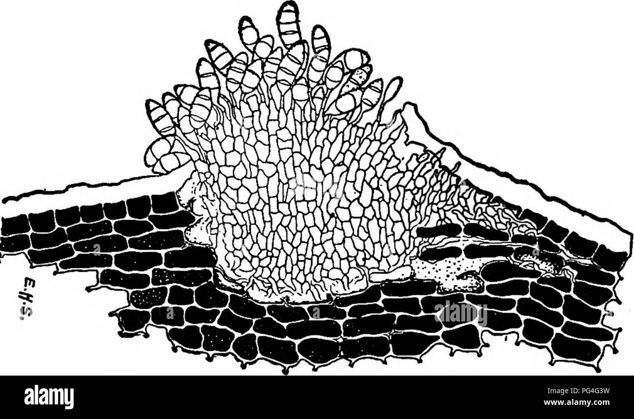 Coryneum beyerinckii is a fungal pathogen affecting drupaceous trees ...