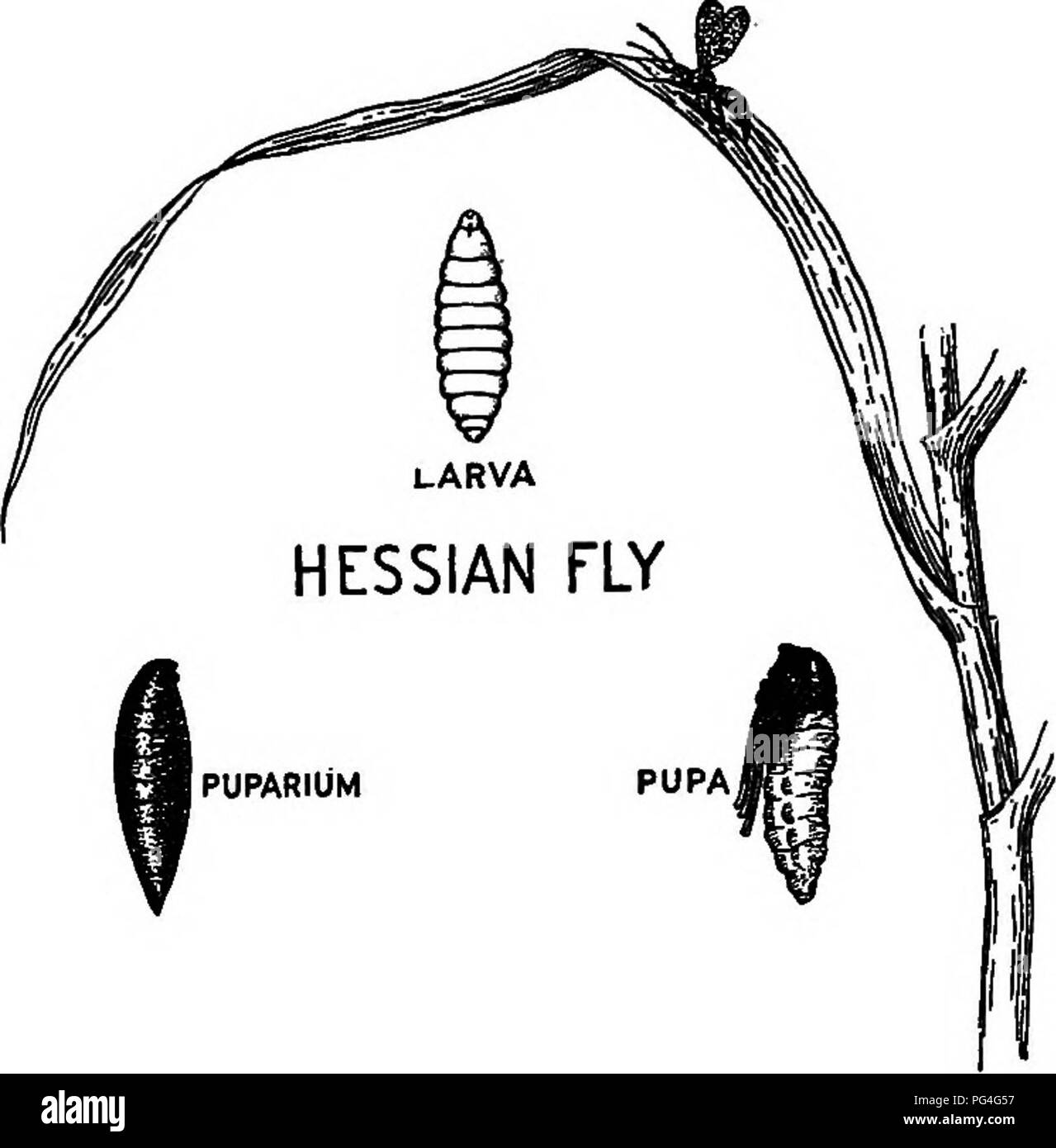 Halteres insect Black and White Stock Photos & Images - Alamy