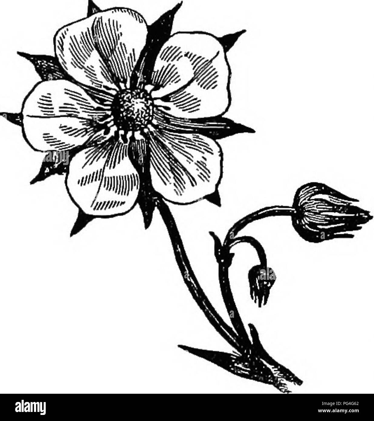 Multiple ovaries hi-res stock photography and images - Alamy