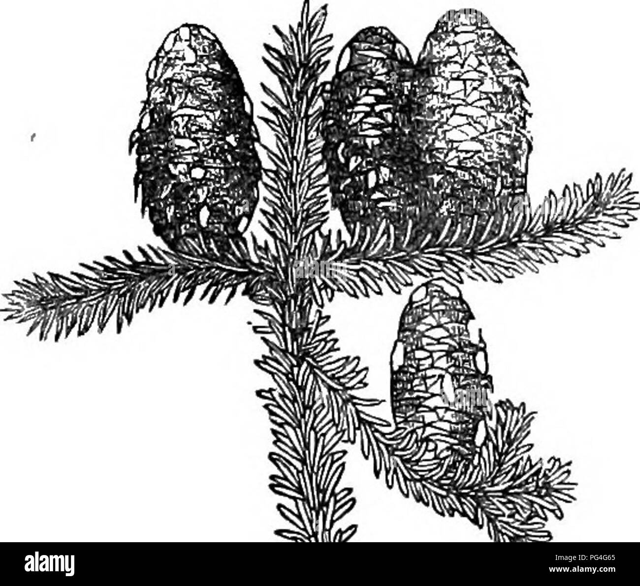 Mucronate Black and White Stock Photos & Images - Alamy