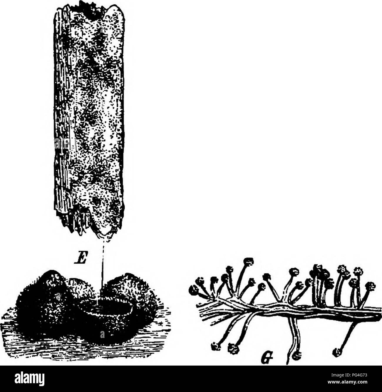 This book examines fungal plant diseases, including Trichosphaeria ...