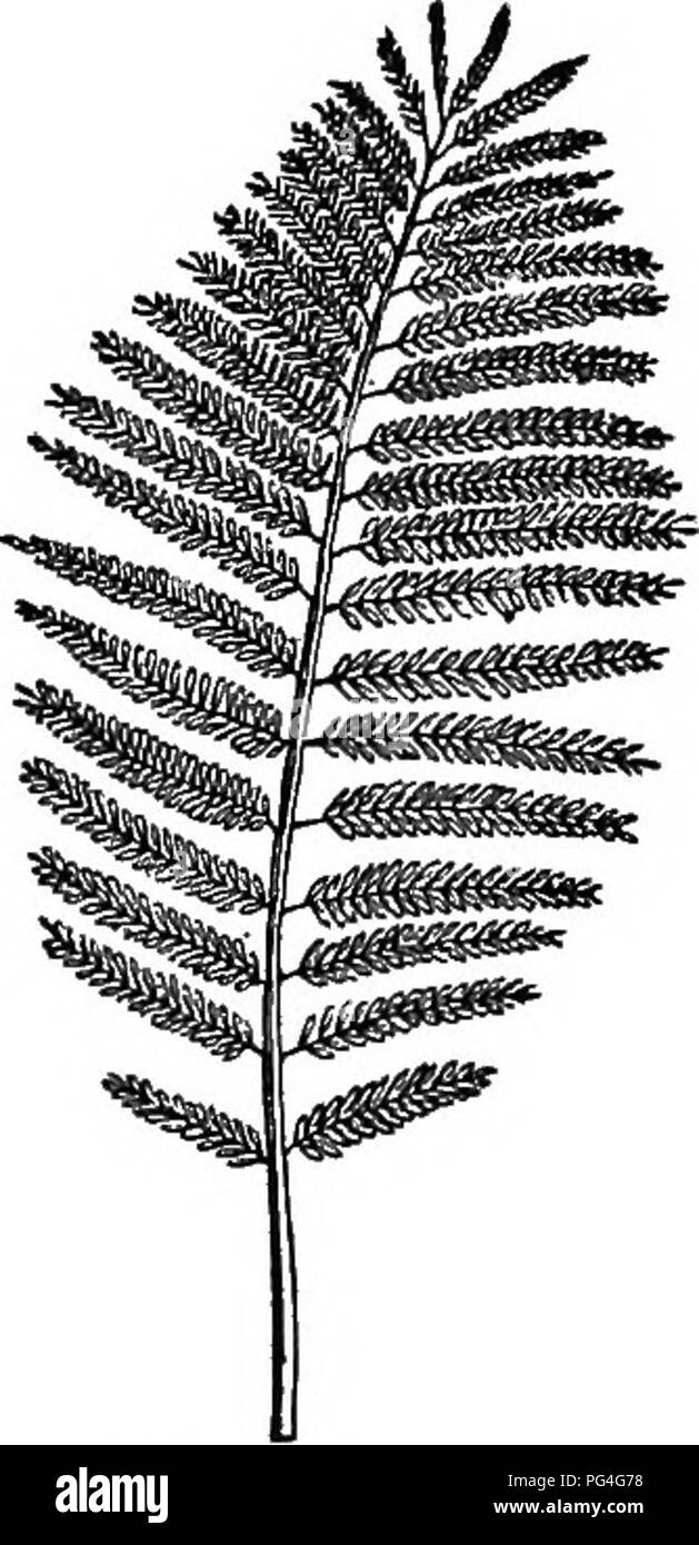 Multiplying plant Black and White Stock Photos & Images - Alamy