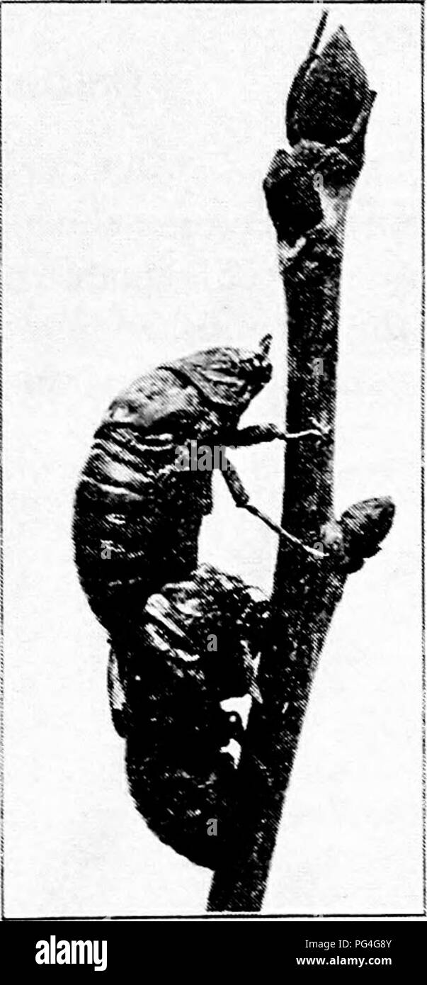 Characteristic scales Black and White Stock Photos & Images - Alamy