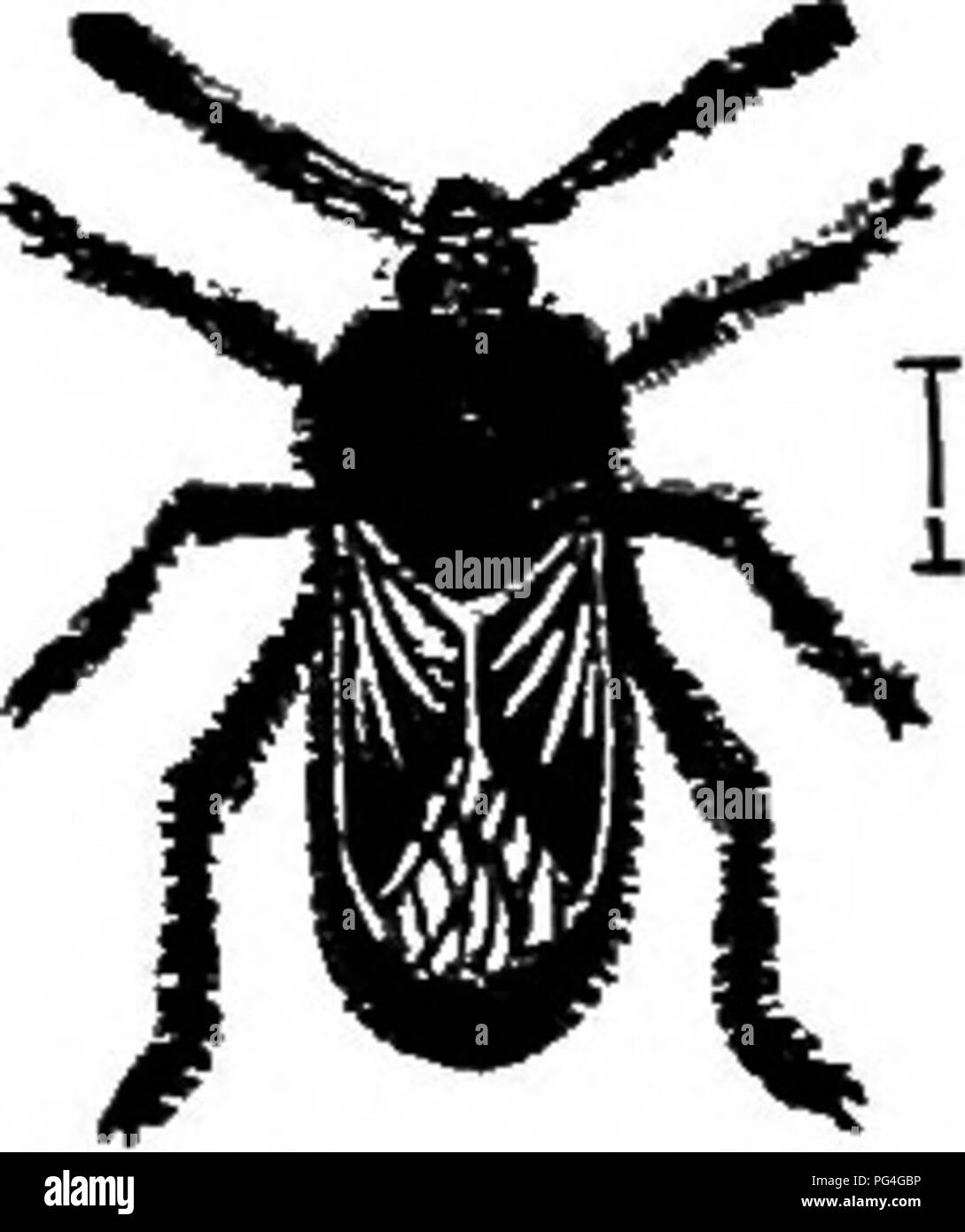 This section discusses the life cycle of Hemiptera, focusing on the ...