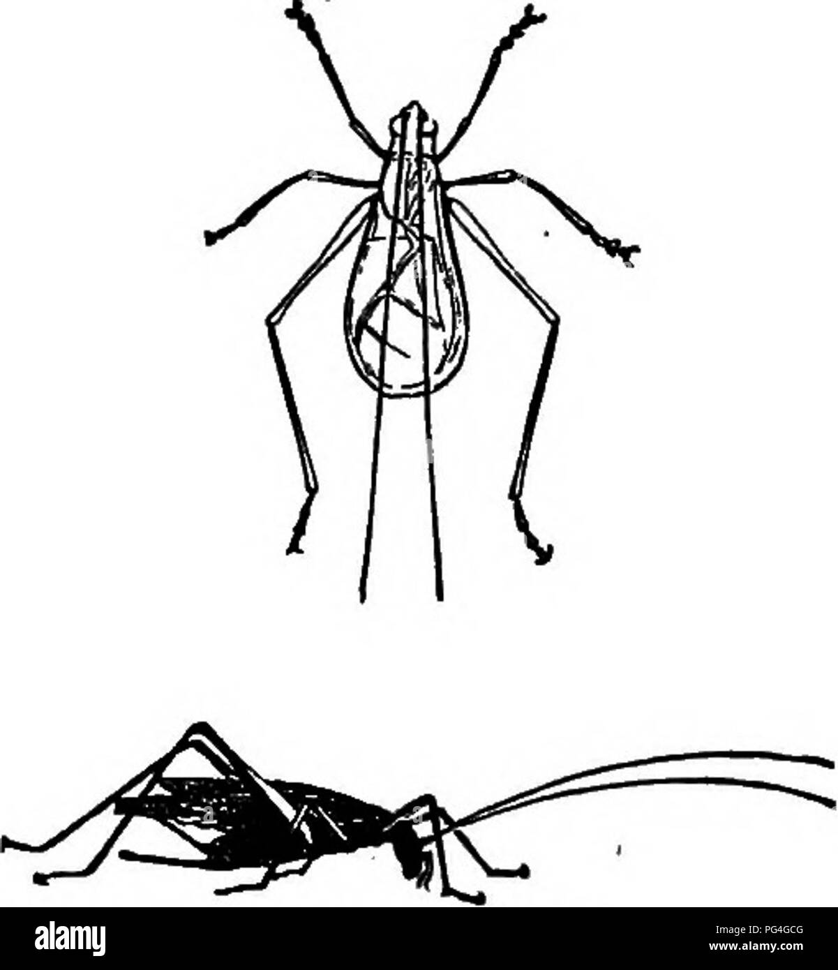 Six legged insects hi-res stock photography and images - Alamy