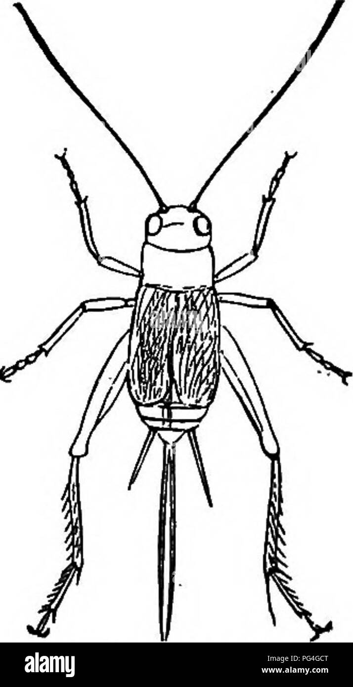 Six legged insects Black and White Stock Photos & Images - Alamy