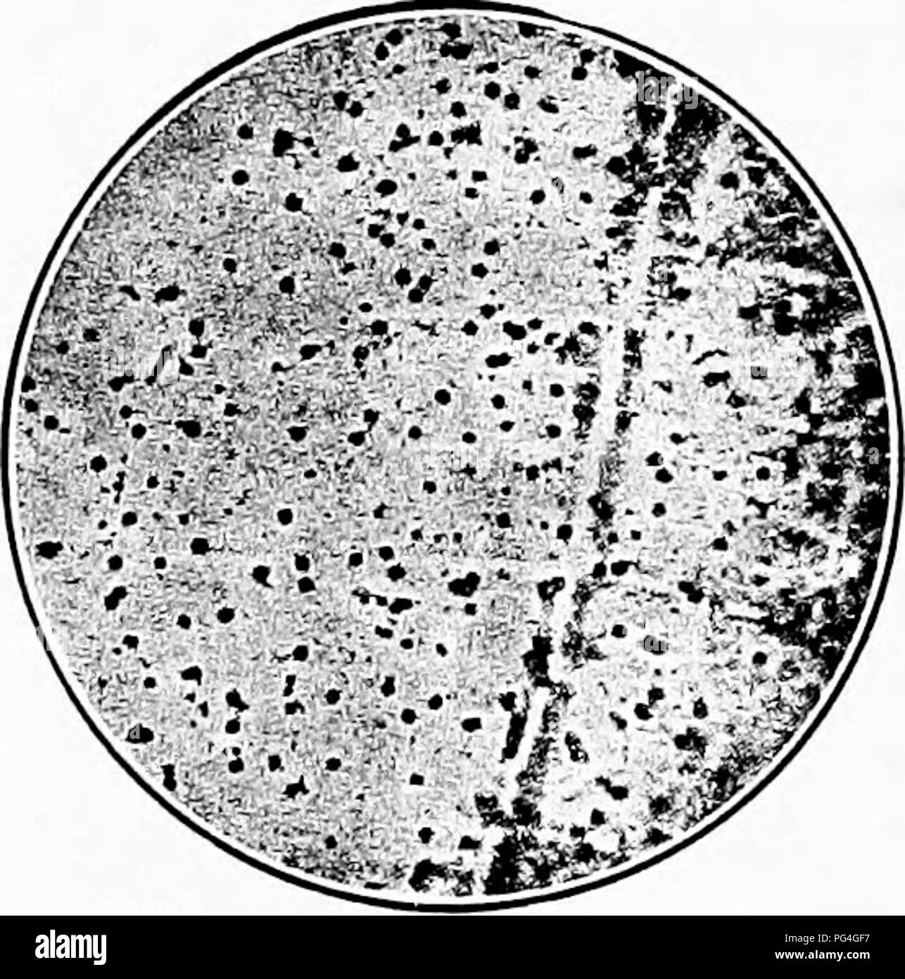 Perithecium hi-res stock photography and images - Alamy