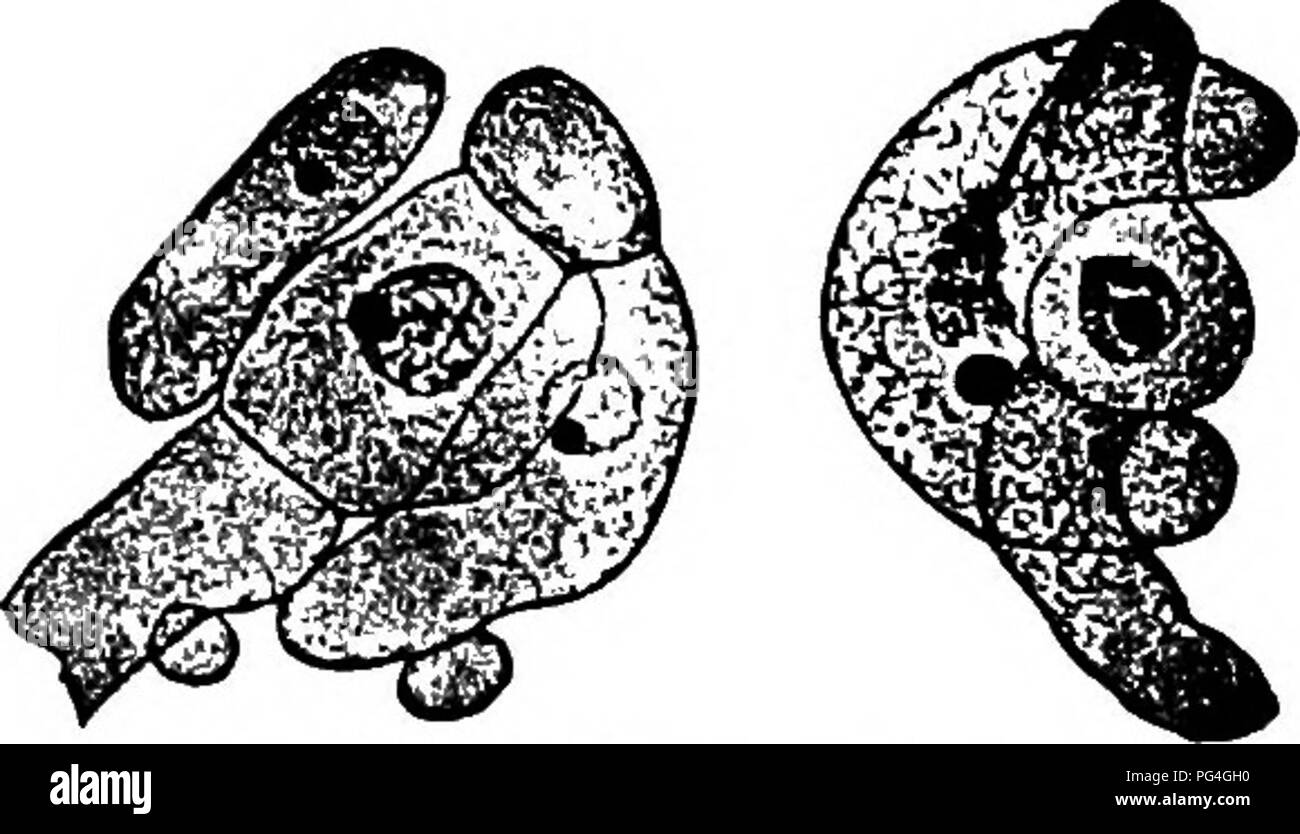 This illustration depicts the fungi responsible for various plant ...