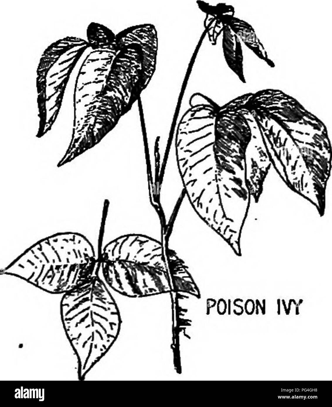 Poison Ivy Black and White Stock Photos & Images - Alamy