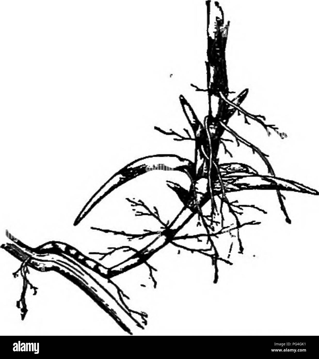 Killed weed Cut Out Stock Images & Pictures - Alamy