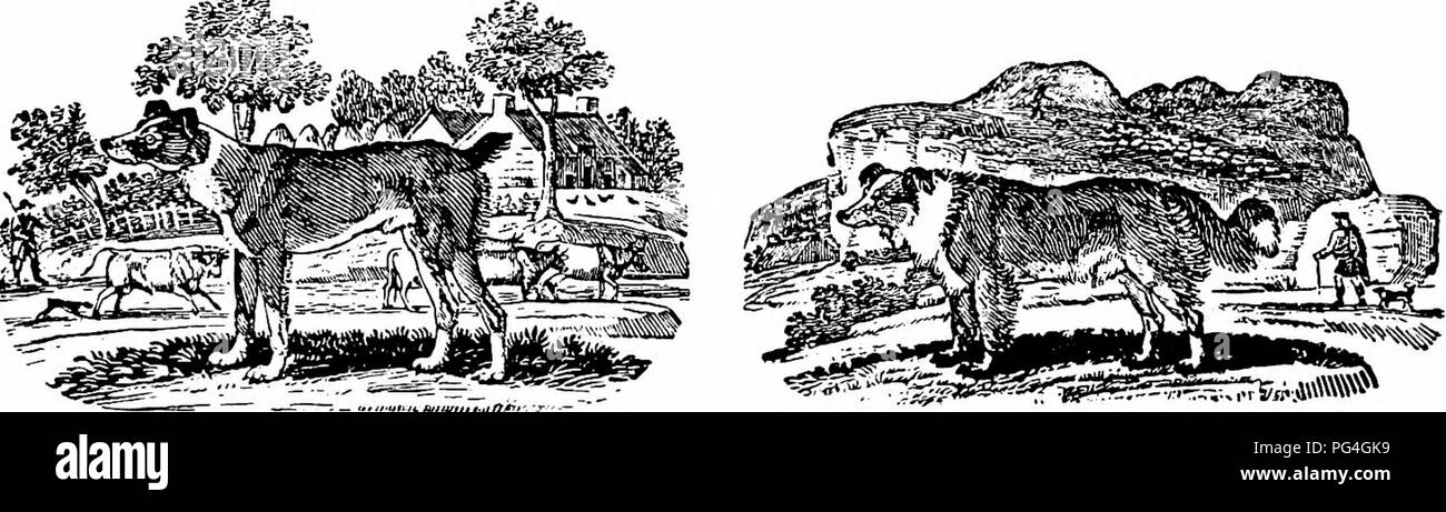 This image represents a historical overview of dog breeds and their ...