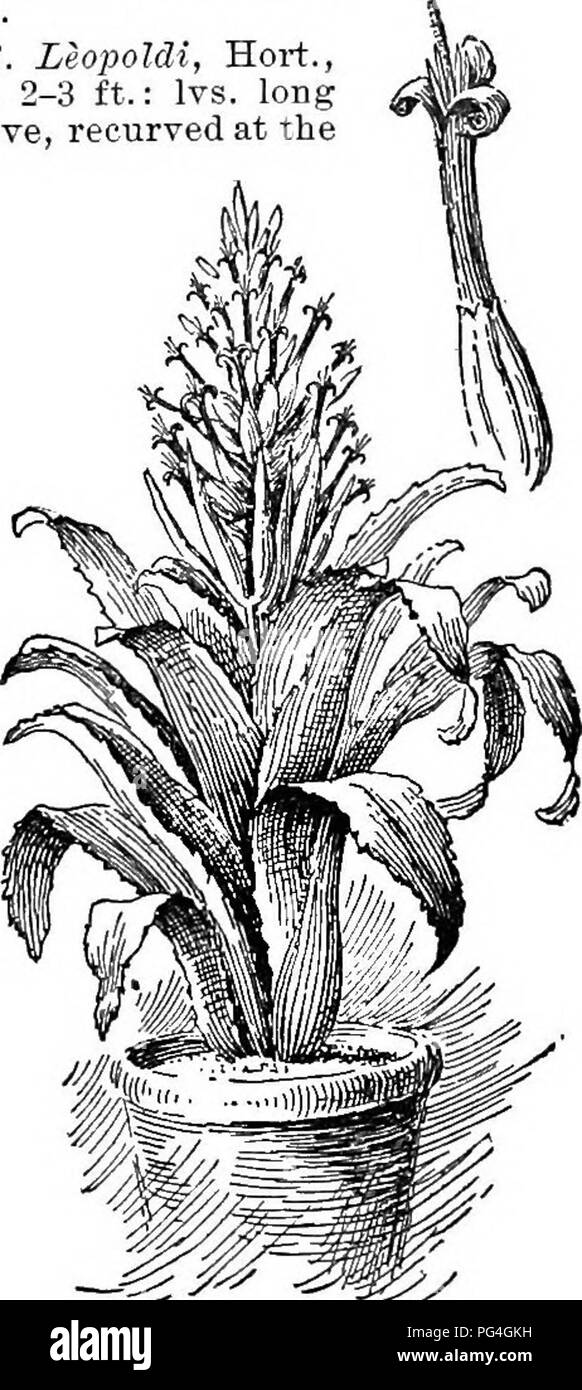 Funnel fruits Black and White Stock Photos & Images - Alamy