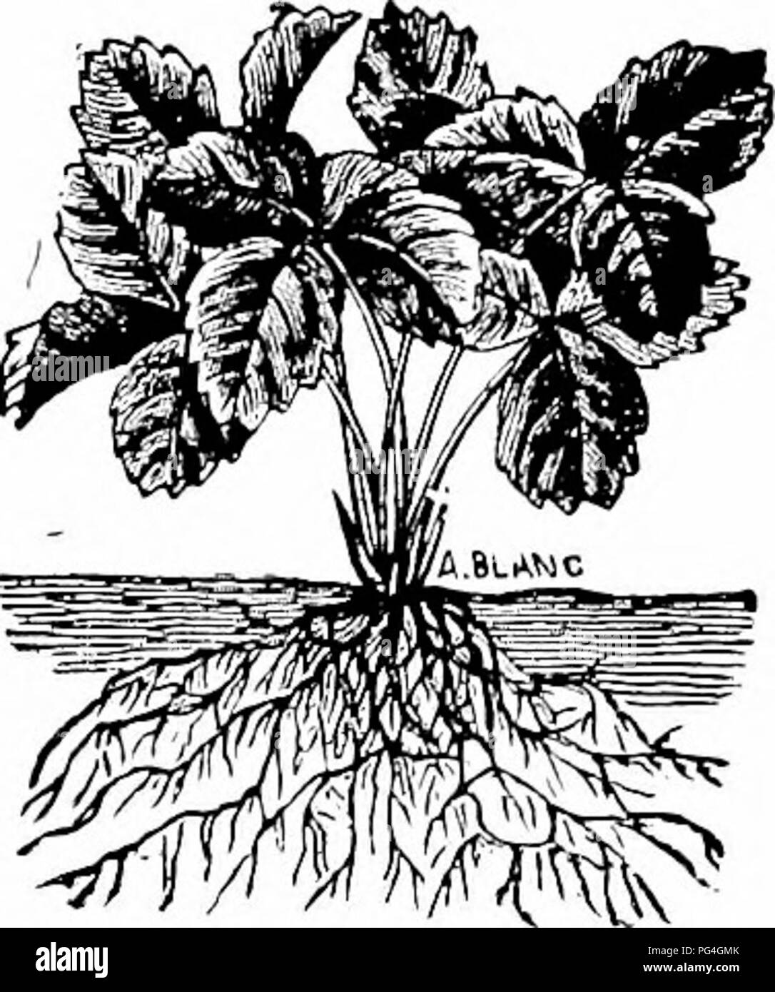 . Guide to hardy fruits and ornamentals . Fruit-culture. DM'YEE'S GUIDE ...
