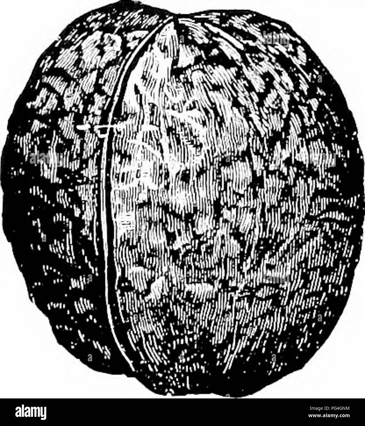 This guide to hardy fruits and ornamentals details several varieties of ...