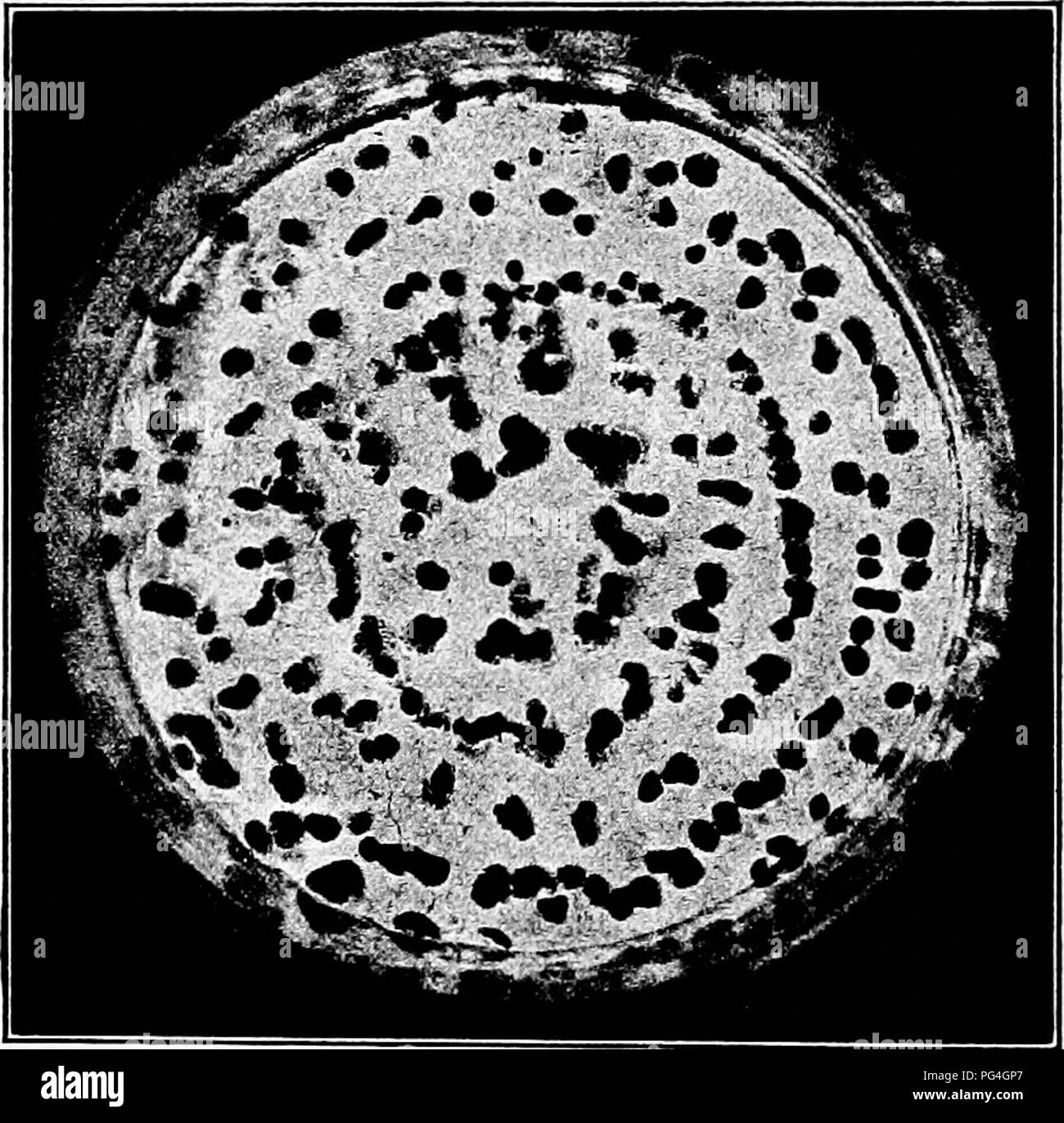 This guide discusses fungi that cause plant diseases, such as ...