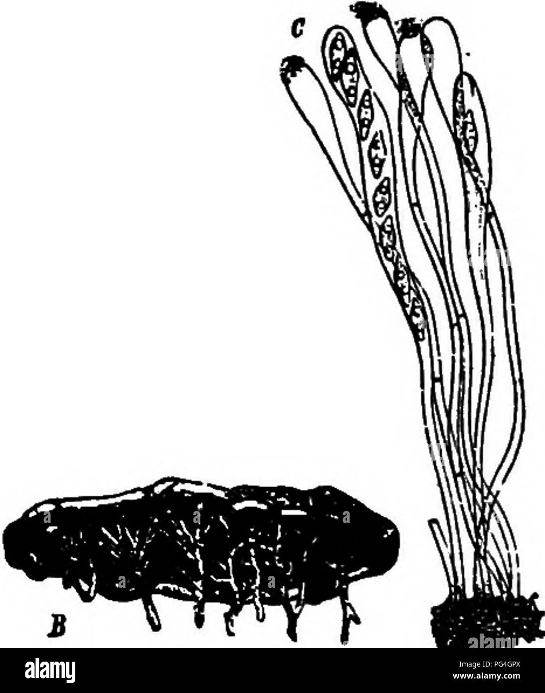 Scientific study of plant pathogenic fungi, detailing the taxonomy ...