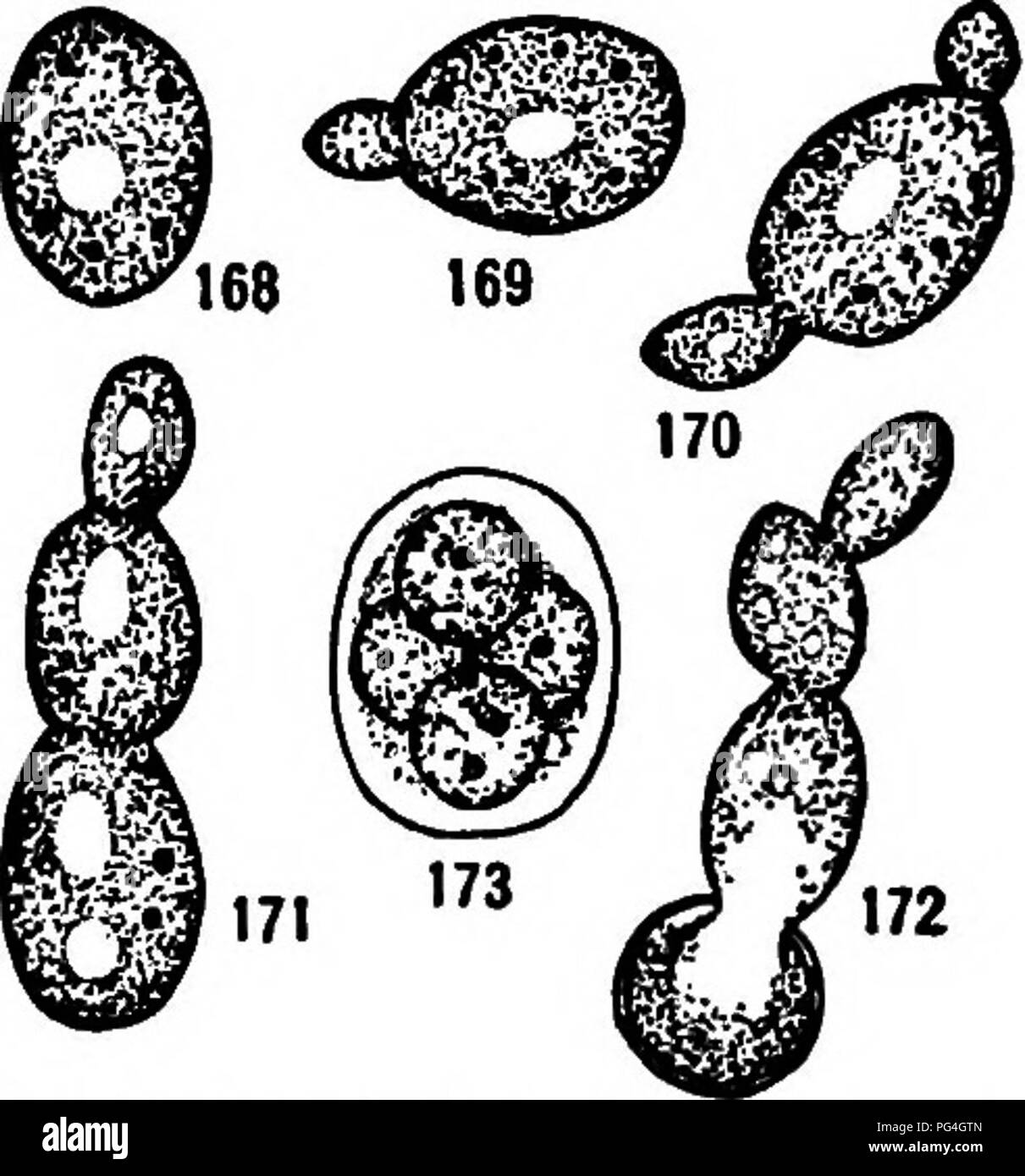 Yeast species hi-res stock photography and images - Alamy