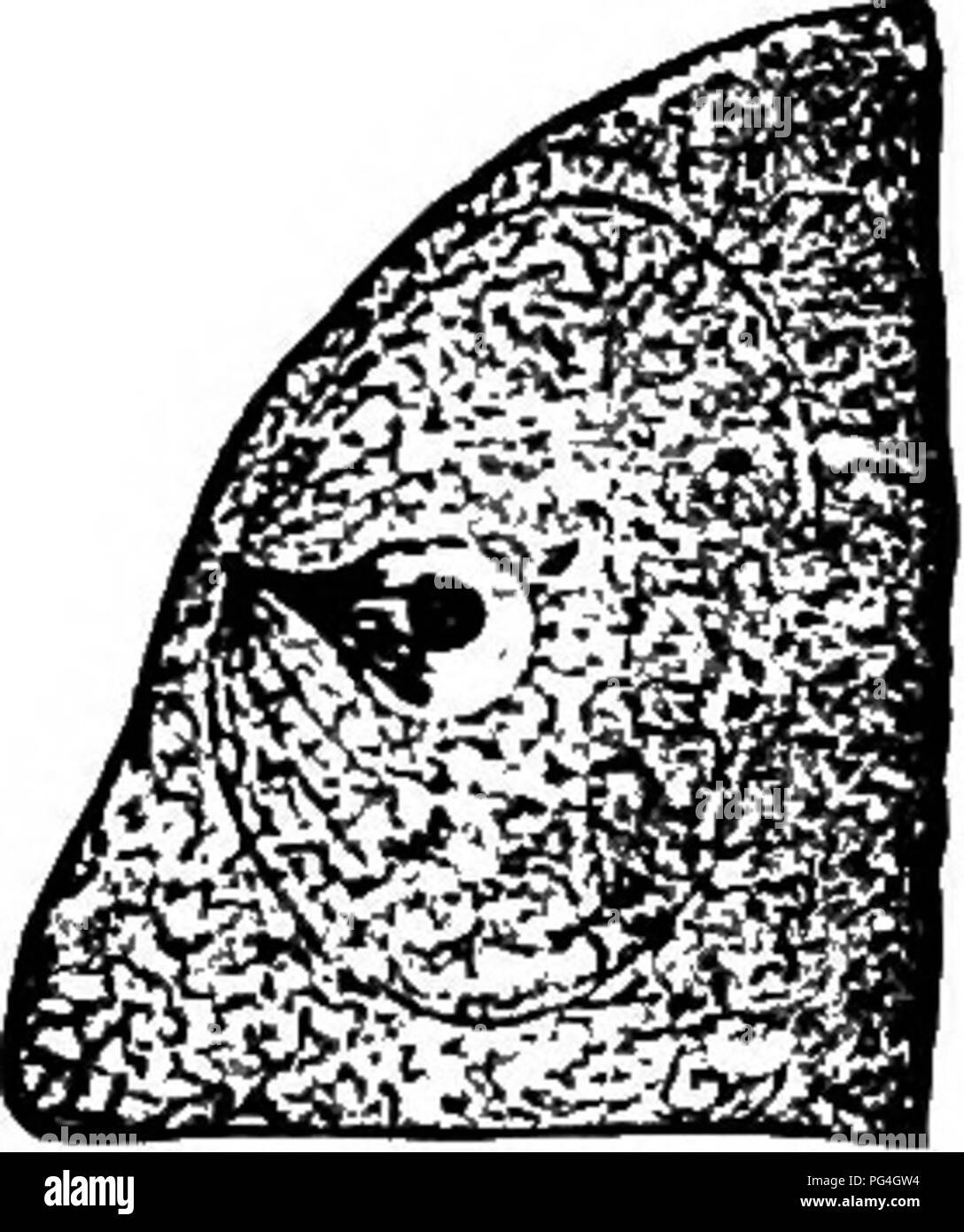 Ascocarp Labeled