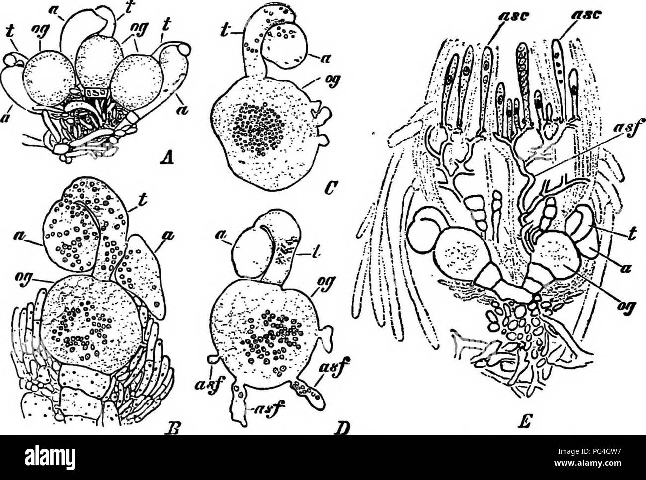 This work provides detailed descriptions and illustrations of fungi ...