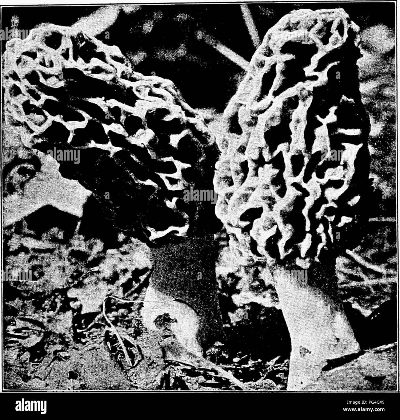 This publication discusses the role of fungi in plant diseases ...