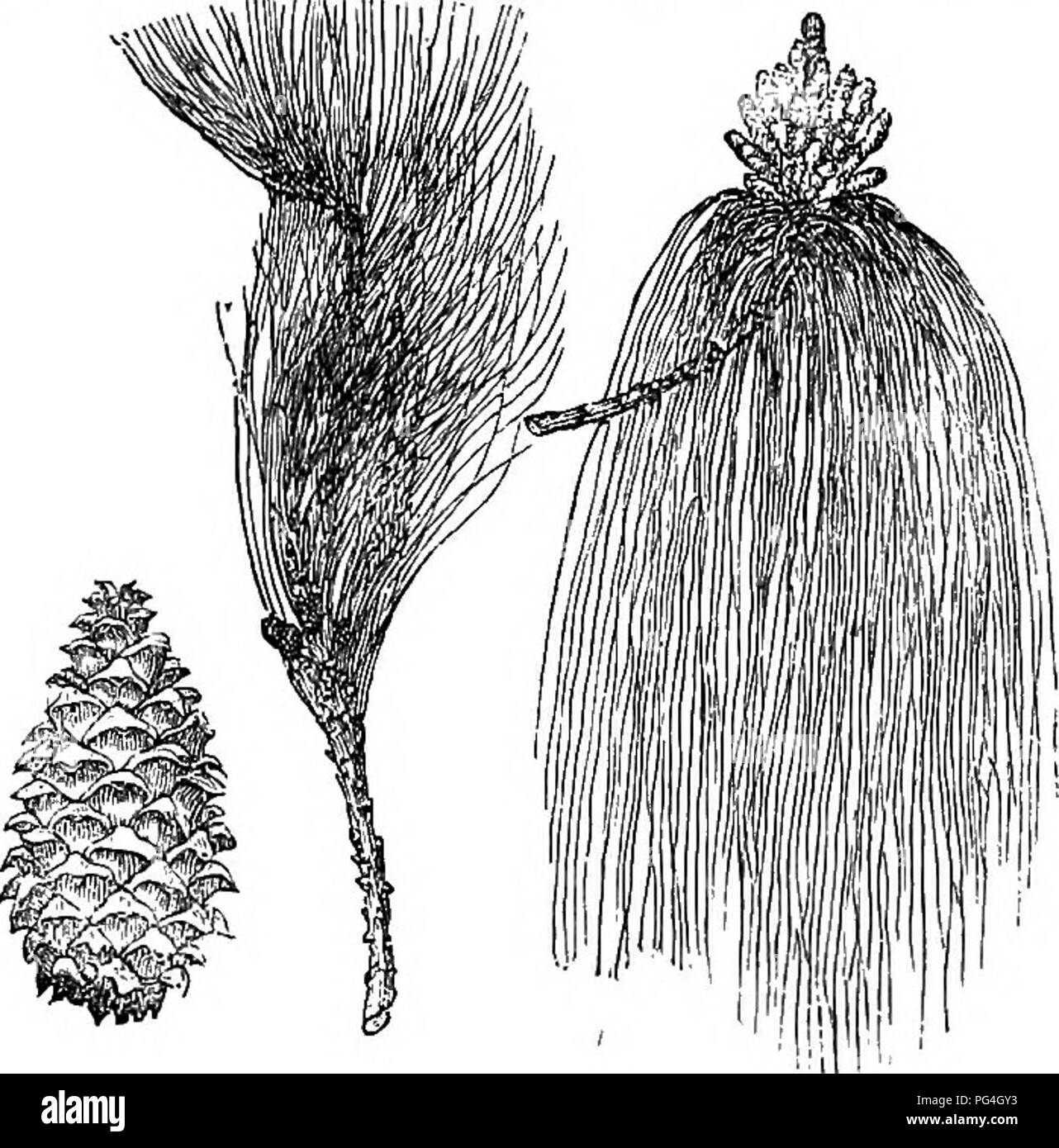 Woolly scales Black and White Stock Photos & Images - Alamy