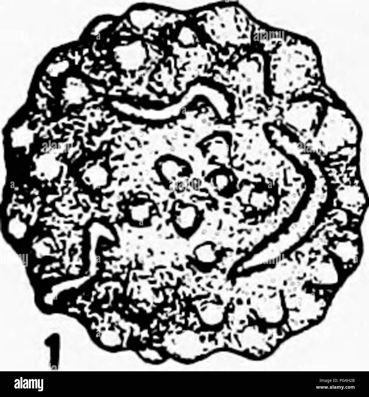 Oospores hi-res stock photography and images - Alamy