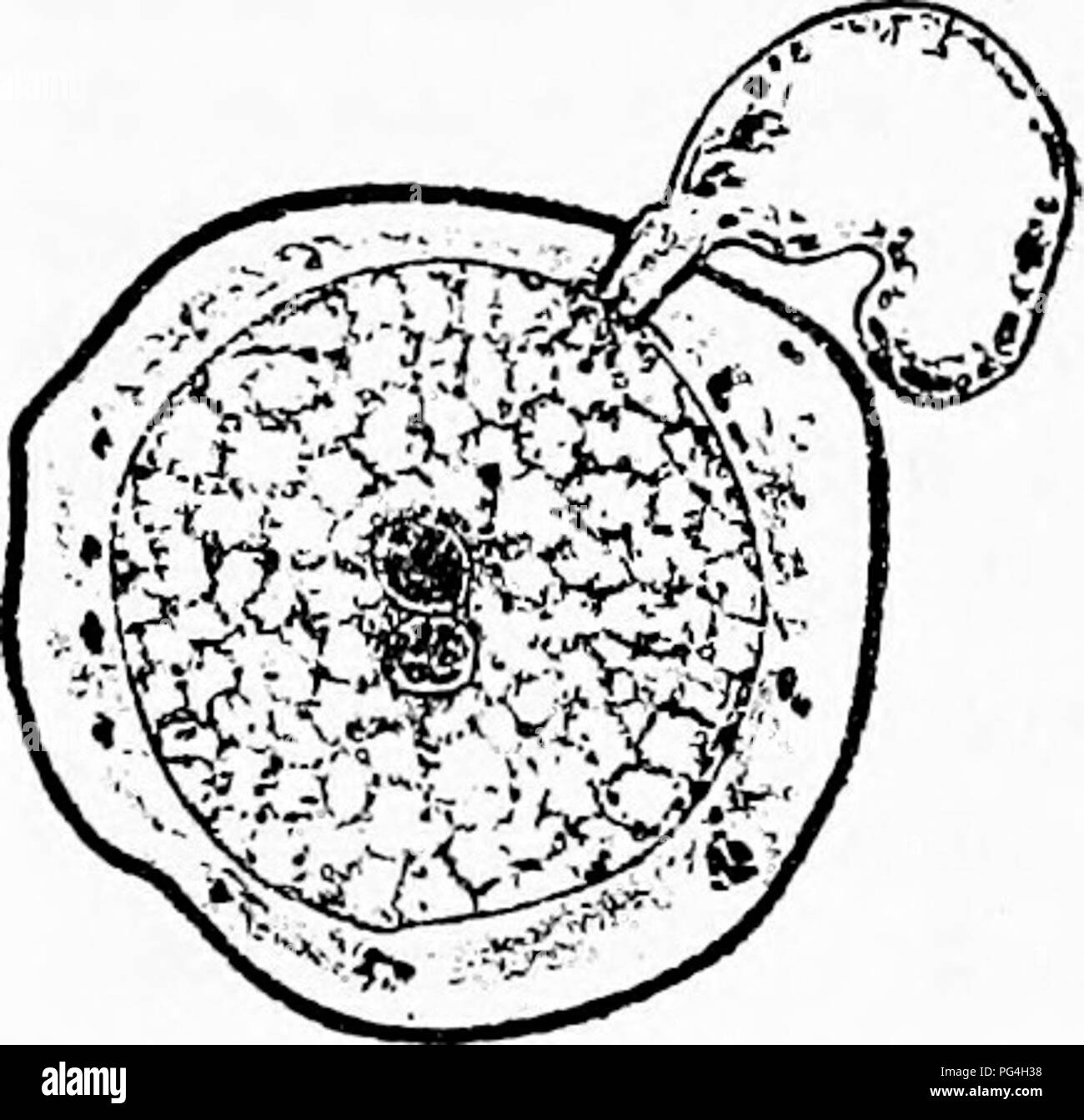 Oospores hi-res stock photography and images - Alamy