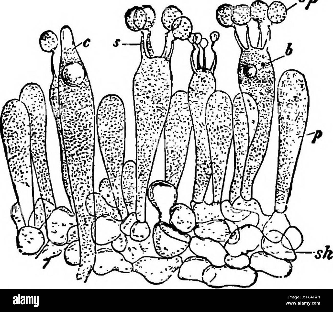 This text focuses on fungi responsible for plant diseases, categorizing ...