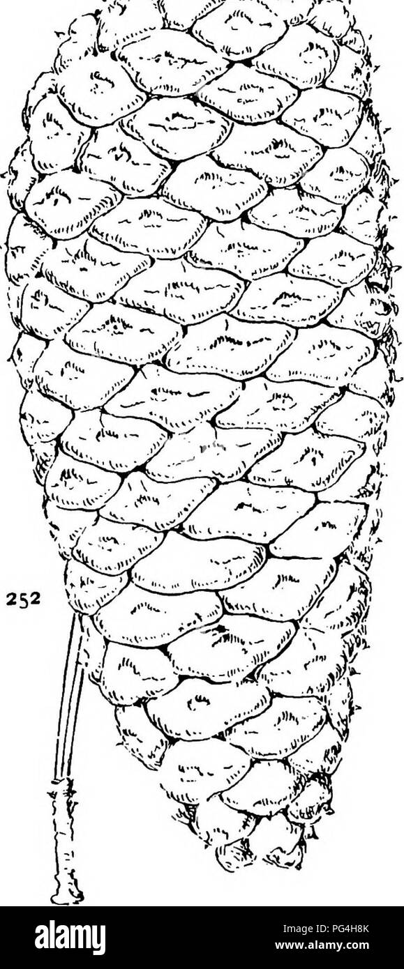 This botanical work by George Russell Shaw focuses on the genus Pinus ...