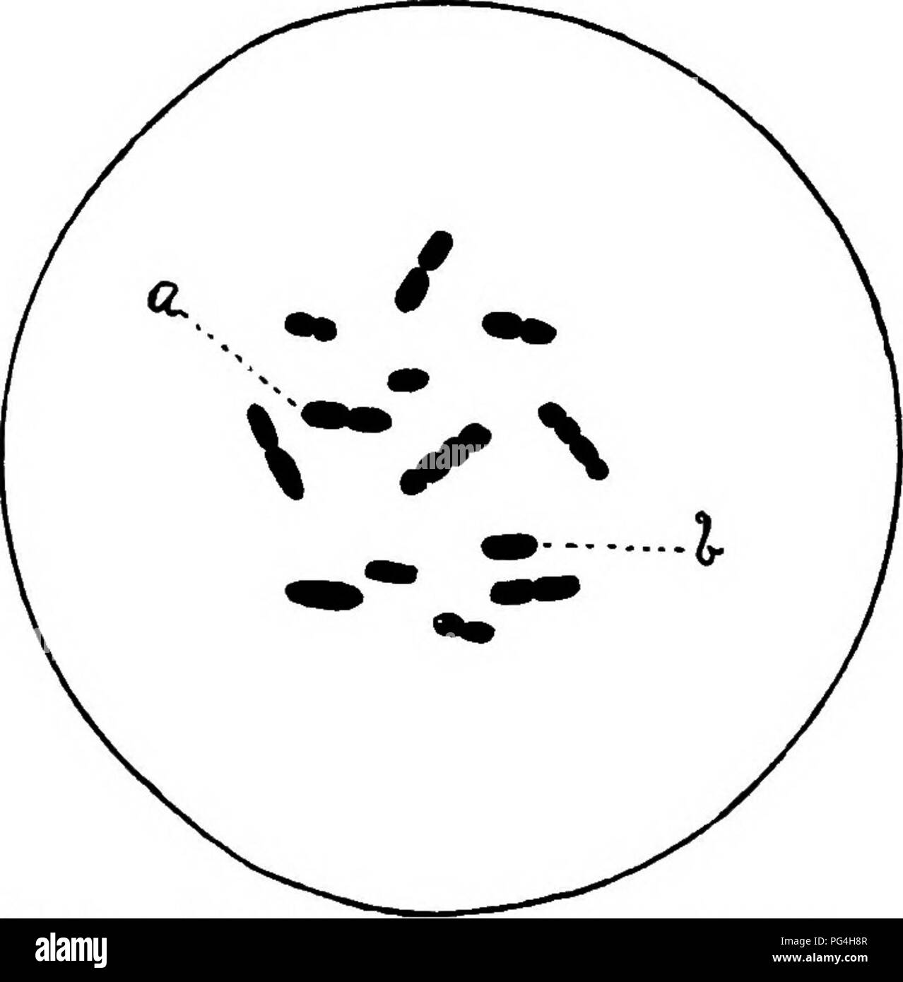 Tubercle bacteria hi-res stock photography and images - Alamy