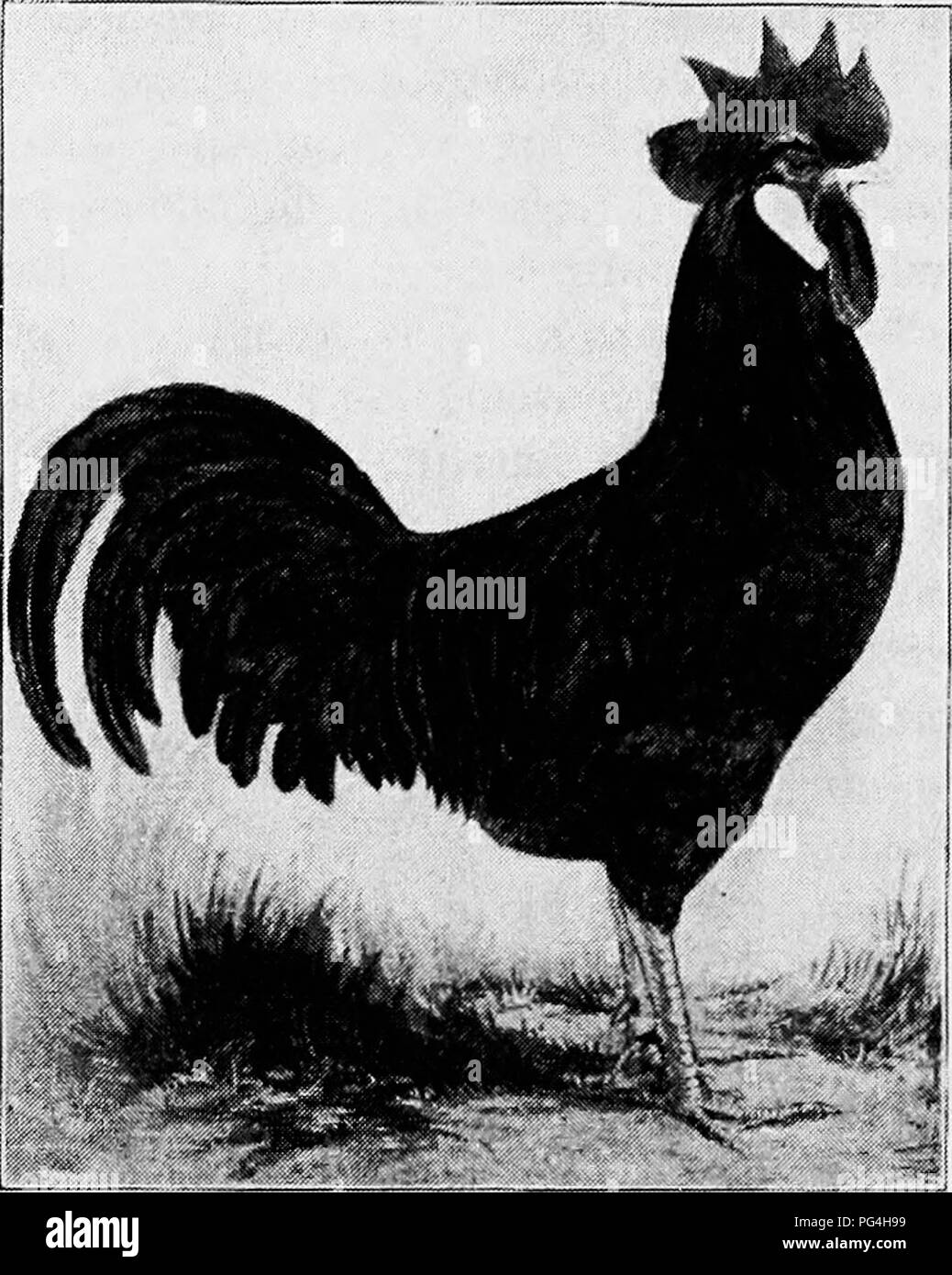 This text provides an overview of poultry farming, focusing on the ...