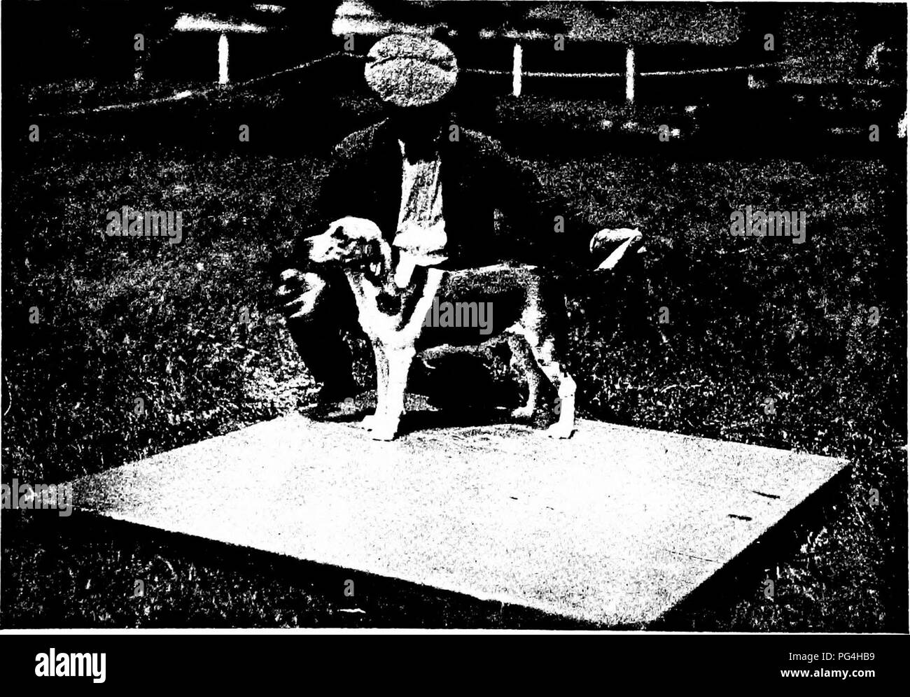 This image shows a beagle dog in a dog show setting, with Mr. Joe Lewis ...