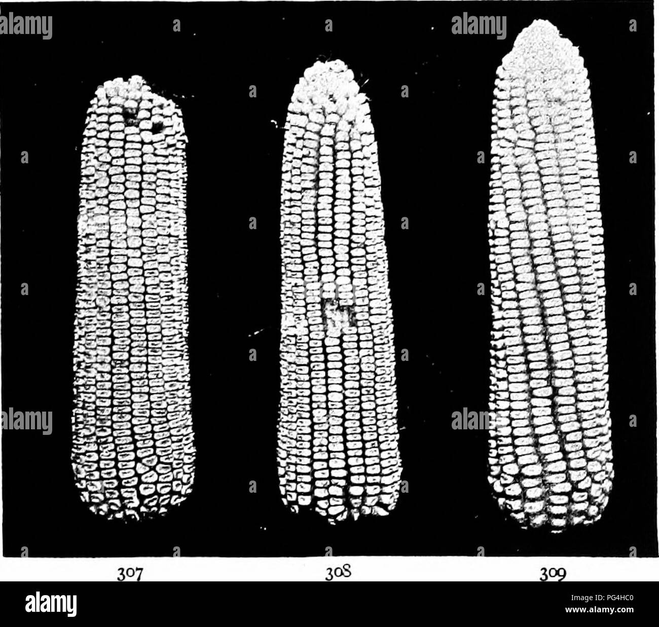 This comprehensive manual covers the cultivation, marketing, and uses ...