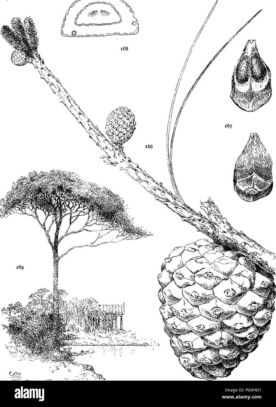 This image from *The Genus Pinus* illustrates *Pinus pinea*, commonly ...