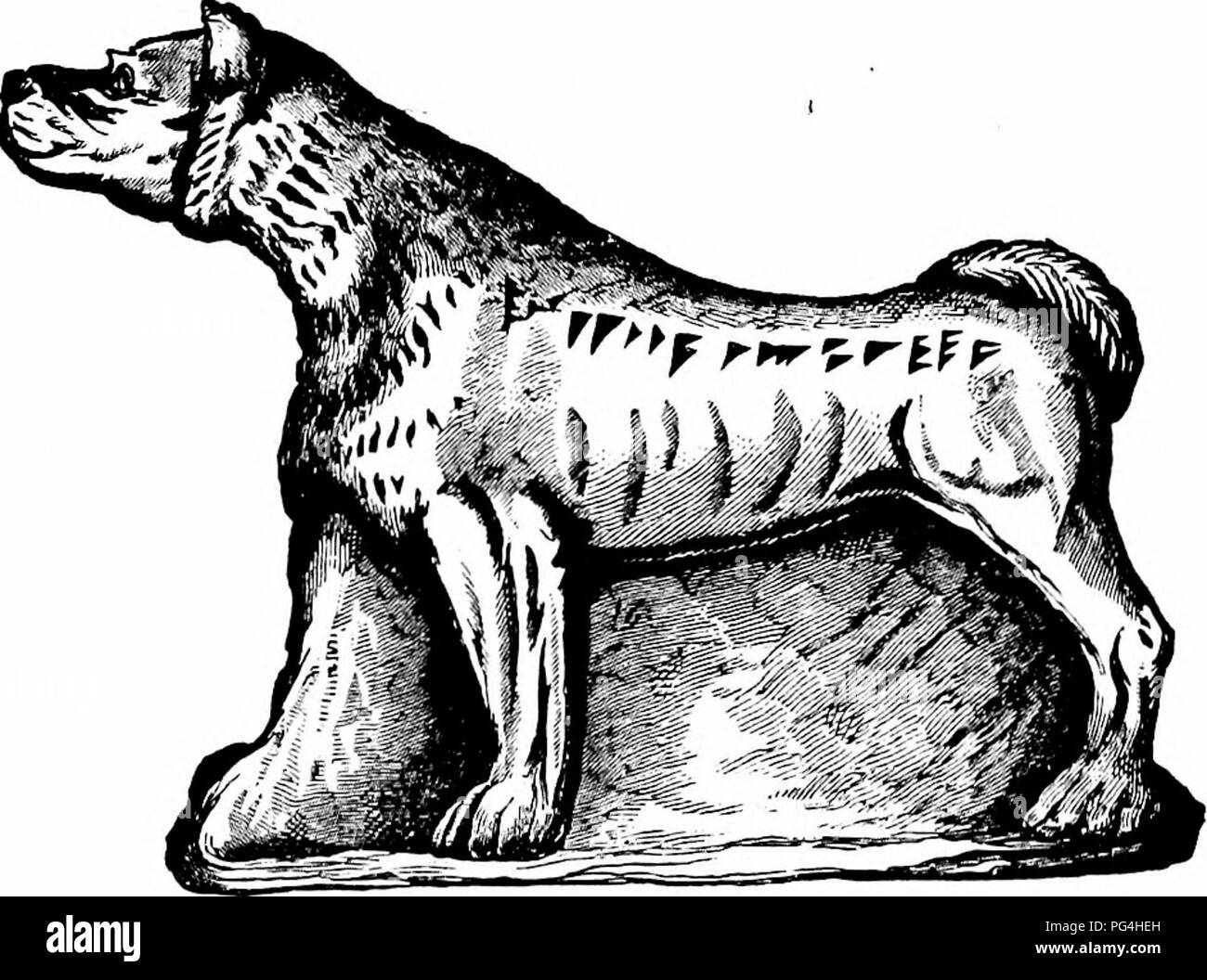 A comprehensive guide to dogs, detailing their history, breeds, care ...