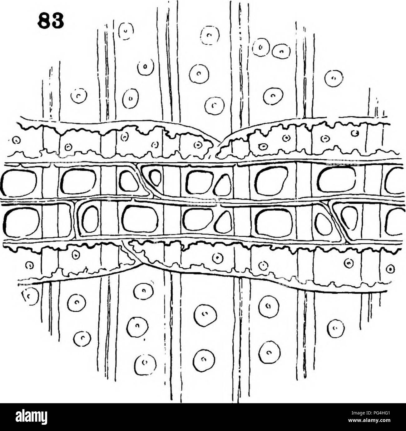 This illustration from George Russell Shaw’s work on pine species shows ...
