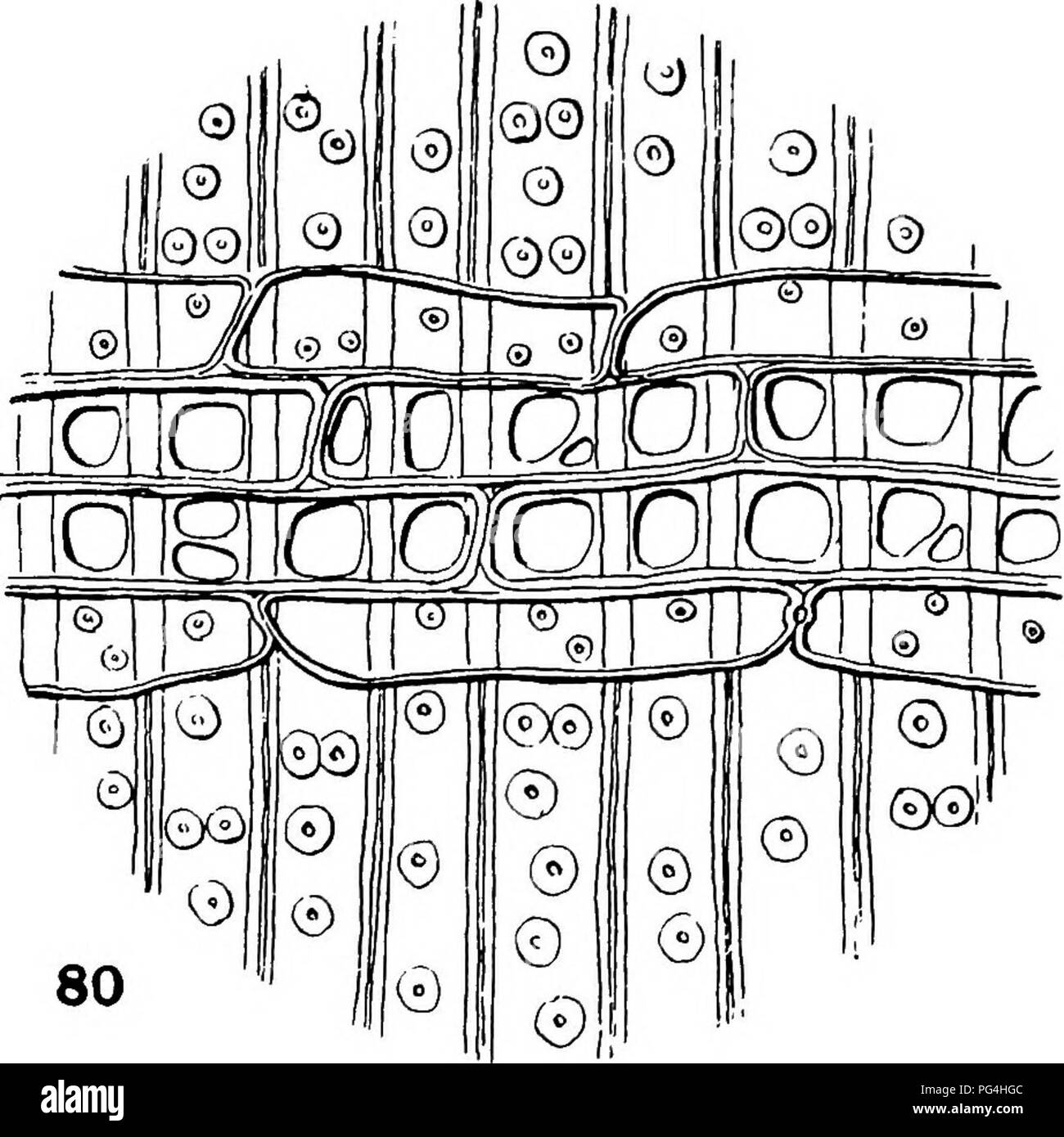 This text provides a detailed overview of the genus Pinus, exploring ...
