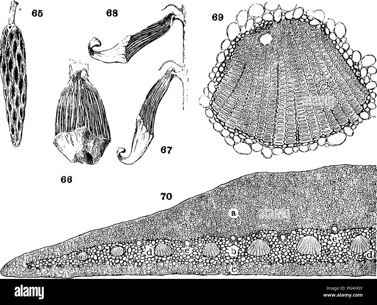 The genus Pinus, as described by George Russell Shaw, covers a wide ...