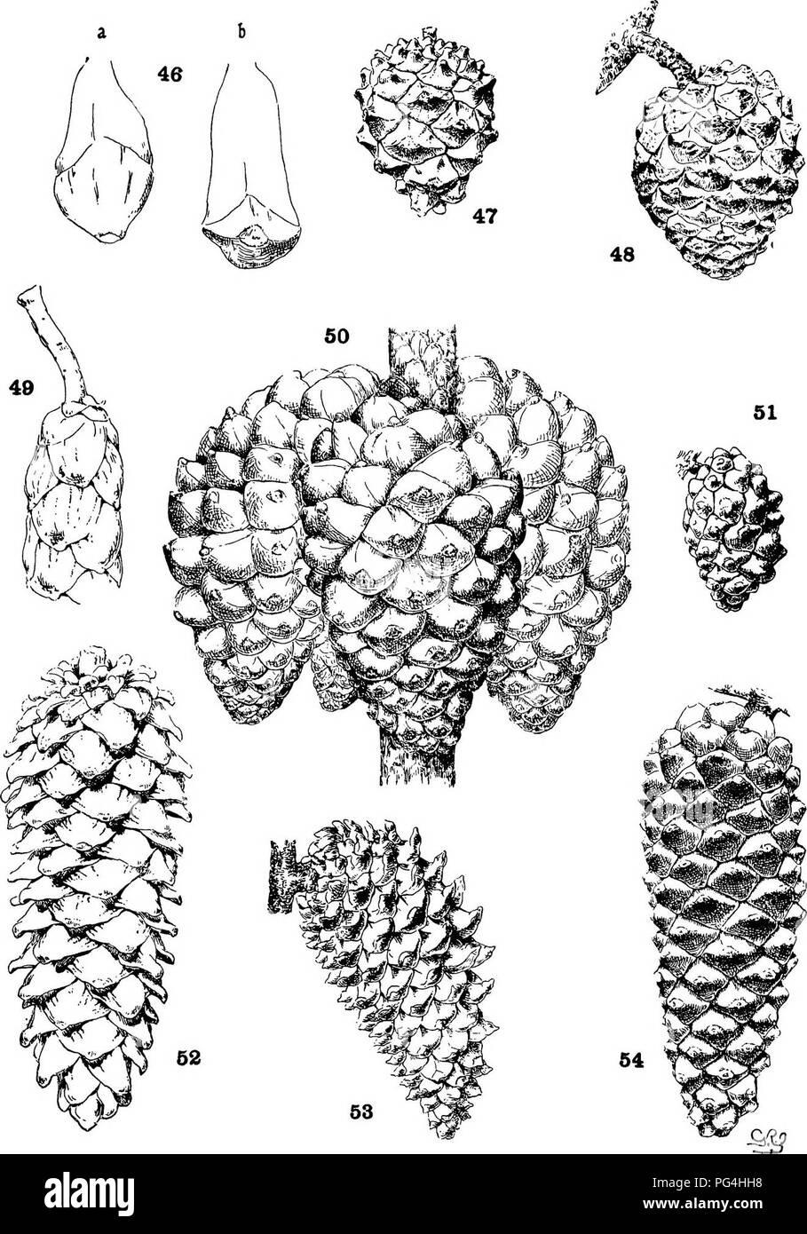 George Russell Shaw's work on the genus Pinus, focusing on the pine ...