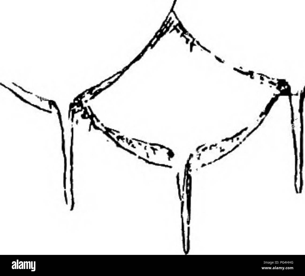 This illustration from 'The Genus Pinus' by George Russell Shaw depicts ...