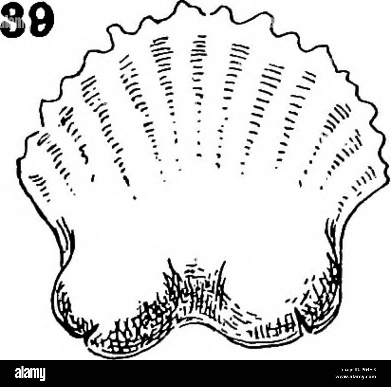 This work focuses on the genus Pinus, providing detailed descriptions ...