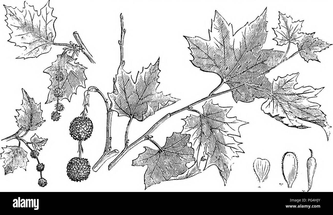 Rapid propagation Black and White Stock Photos & Images - Alamy