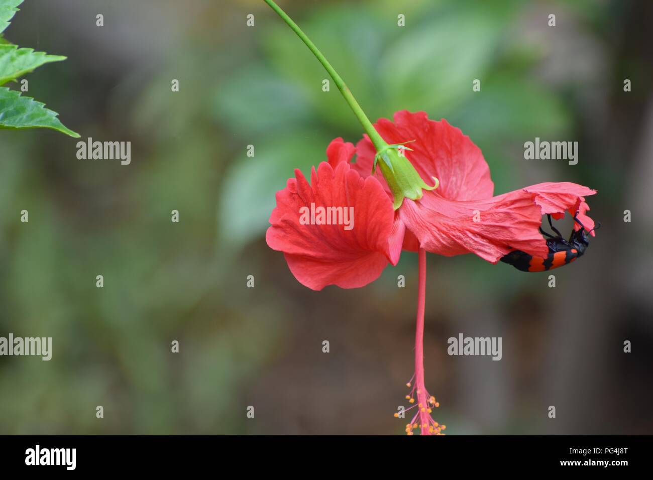 Beautiful red bug hi-res stock photography and images - Alamy