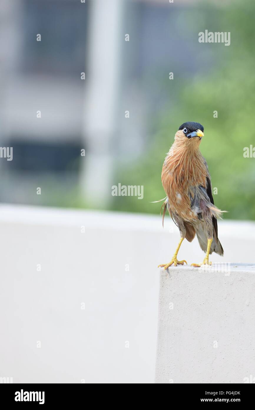 Standing bird hi-res stock photography and images - Alamy