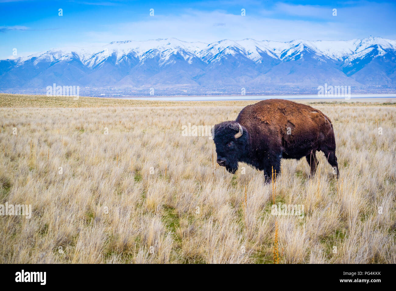 American Bison in the field of Antelope Island State Park, Utah Stock ...