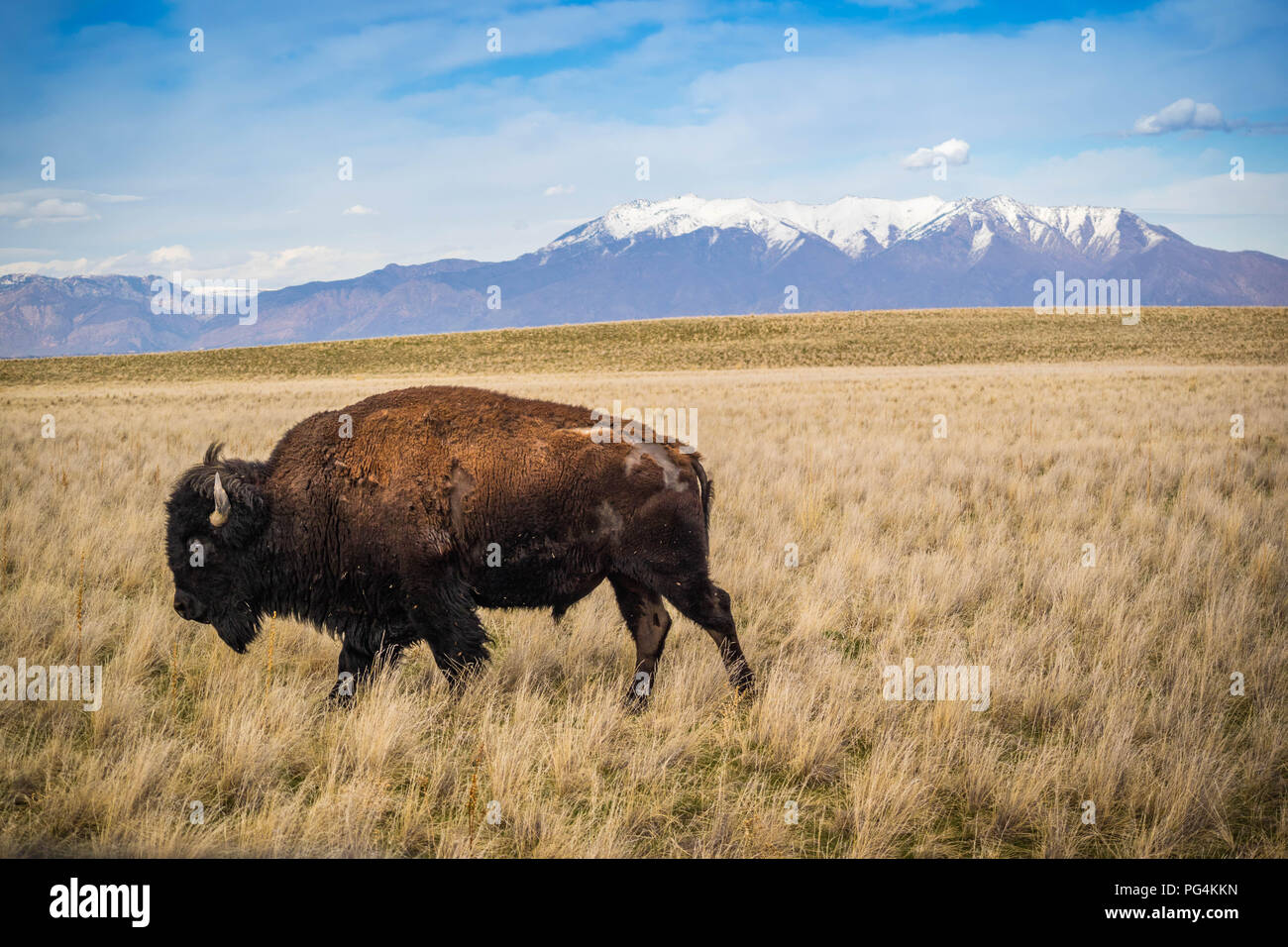 American Bison in the field of Antelope Island State Park, Utah Stock ...