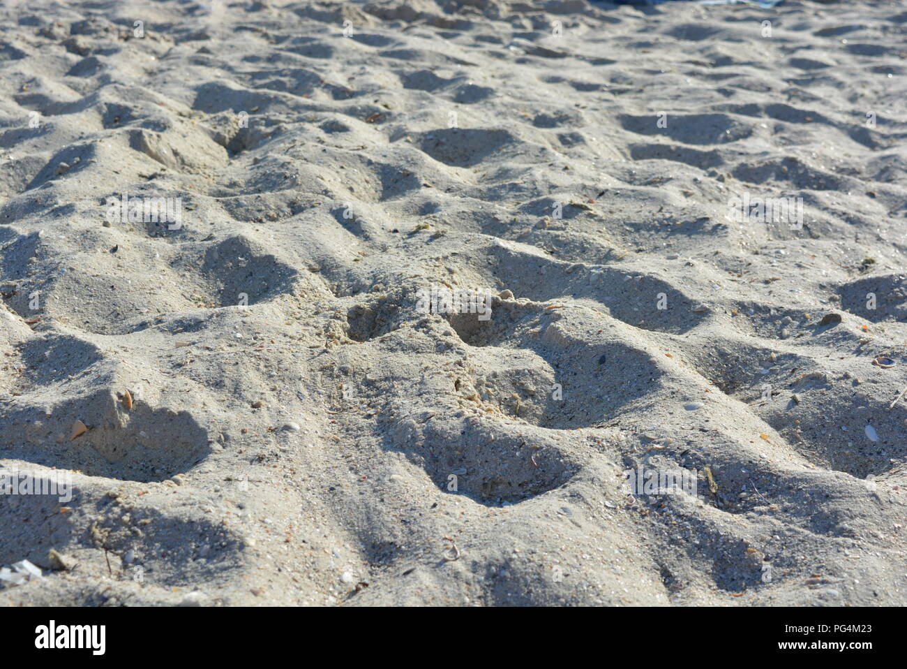 Yellow sand with shallow shell on the beach of the Black Sea in the ...